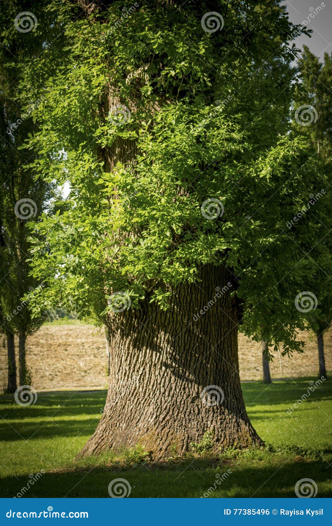 Giant centenary oak, stock photo. Image of rural, spring - 77385496