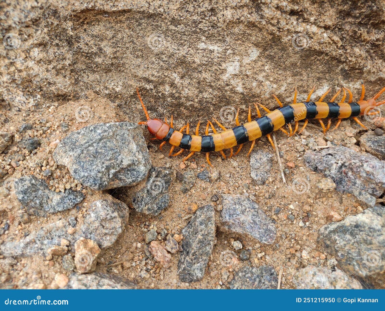 Giant Centipede stock photo. Image of nature, centipede - 251215950