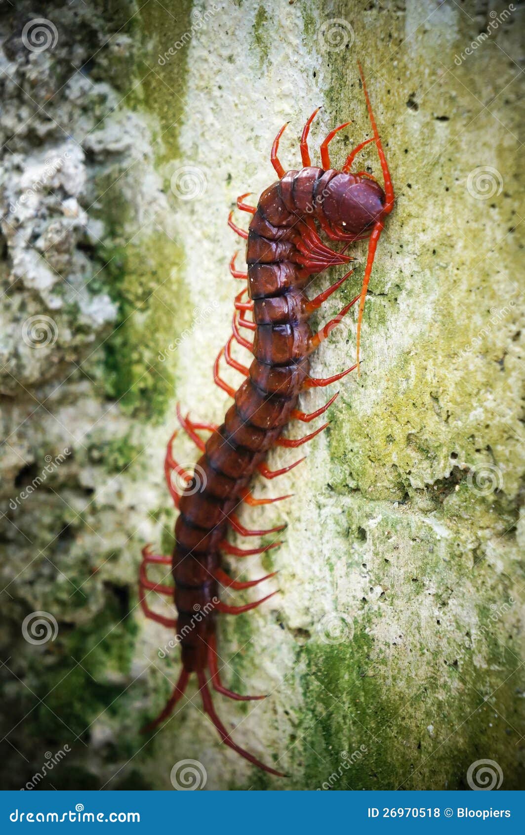 Giant centipede stock photo. Image of ethmostigmus, legs - 26970518