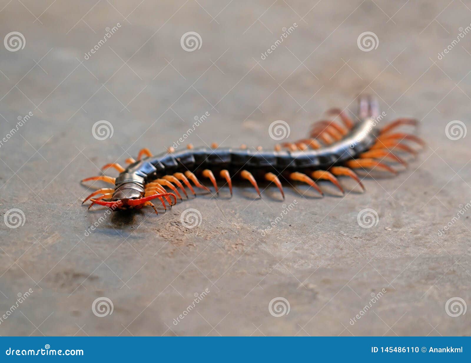 The Giant Red Centipede Dangerous Animal In The Garden And Courtyard ...
