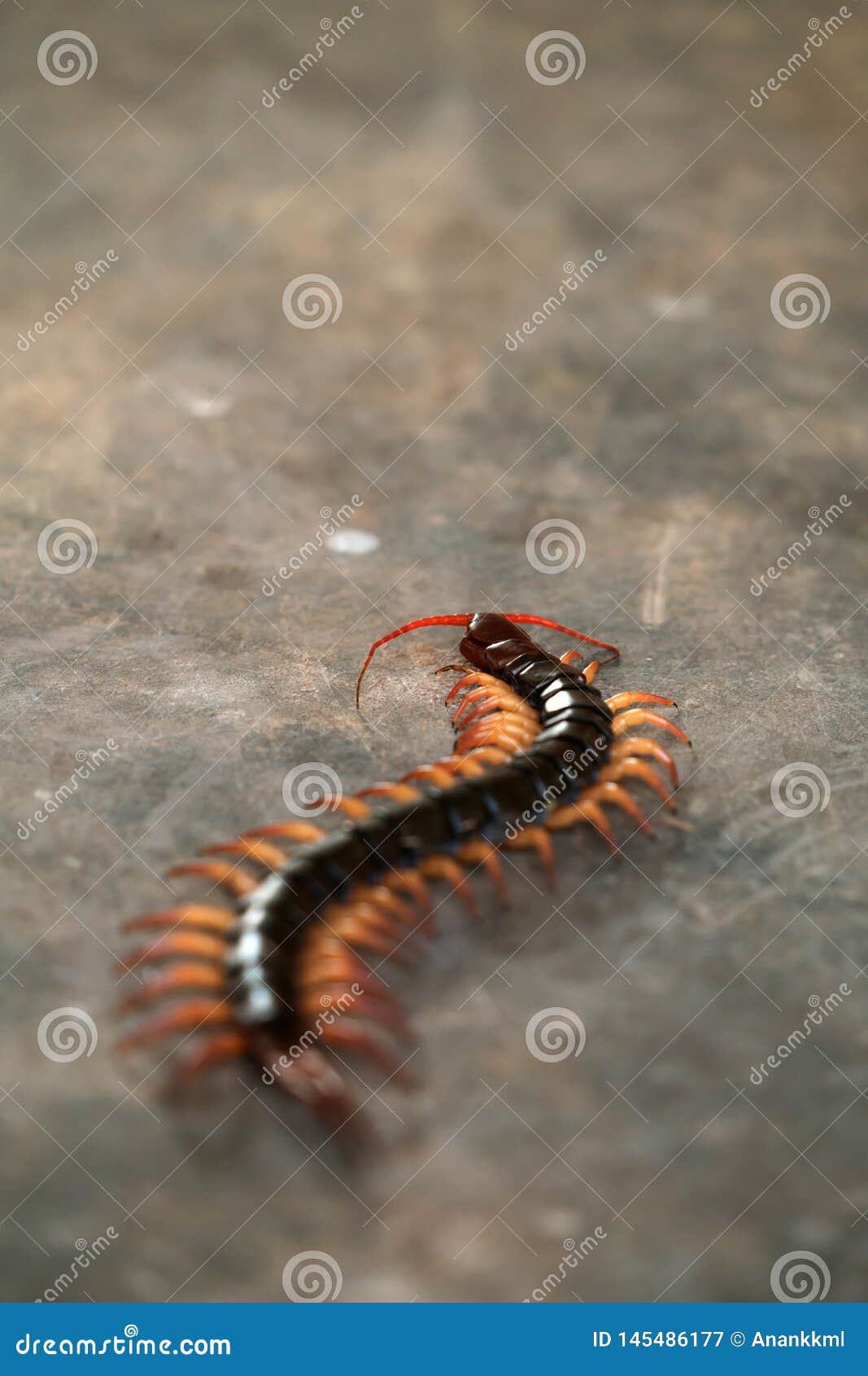 The Giant Red Centipede Dangerous Animal In The Garden And Courtyard ...