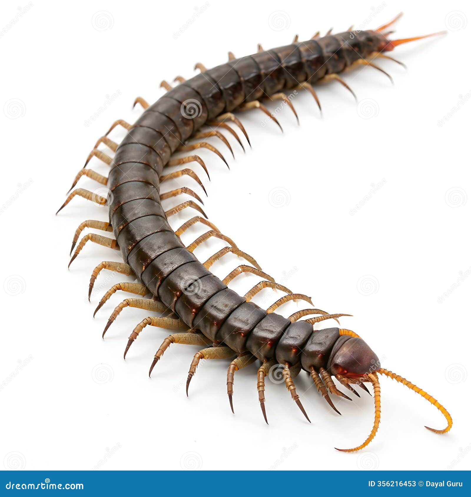 Giant Centipede Isolated on White Background Stock Illustration ...