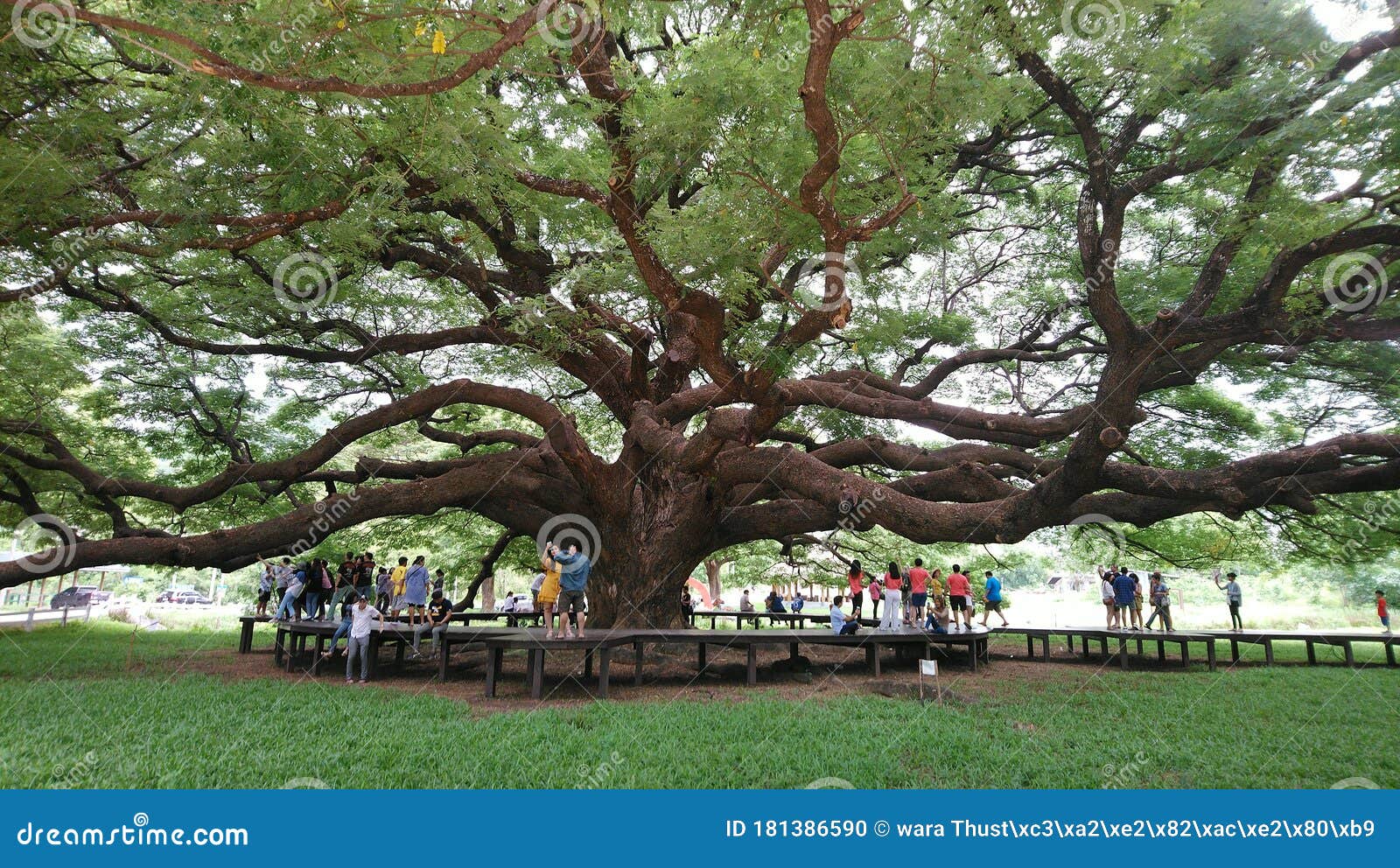 Giant Chamchuri Tree editorial image. Image of woodland - 181386590