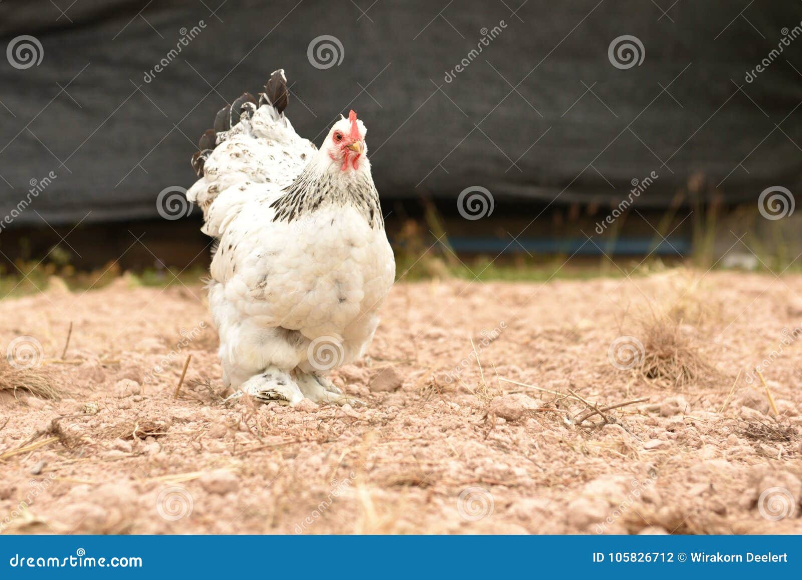 Giant Chicken Brahma Standing on Ground in Farm Area Stock Photo ...