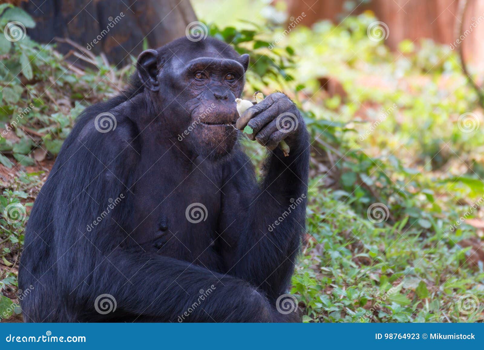 Giant Chimpanzee Monkey Eating Banana. Stock Image - Image of national ...