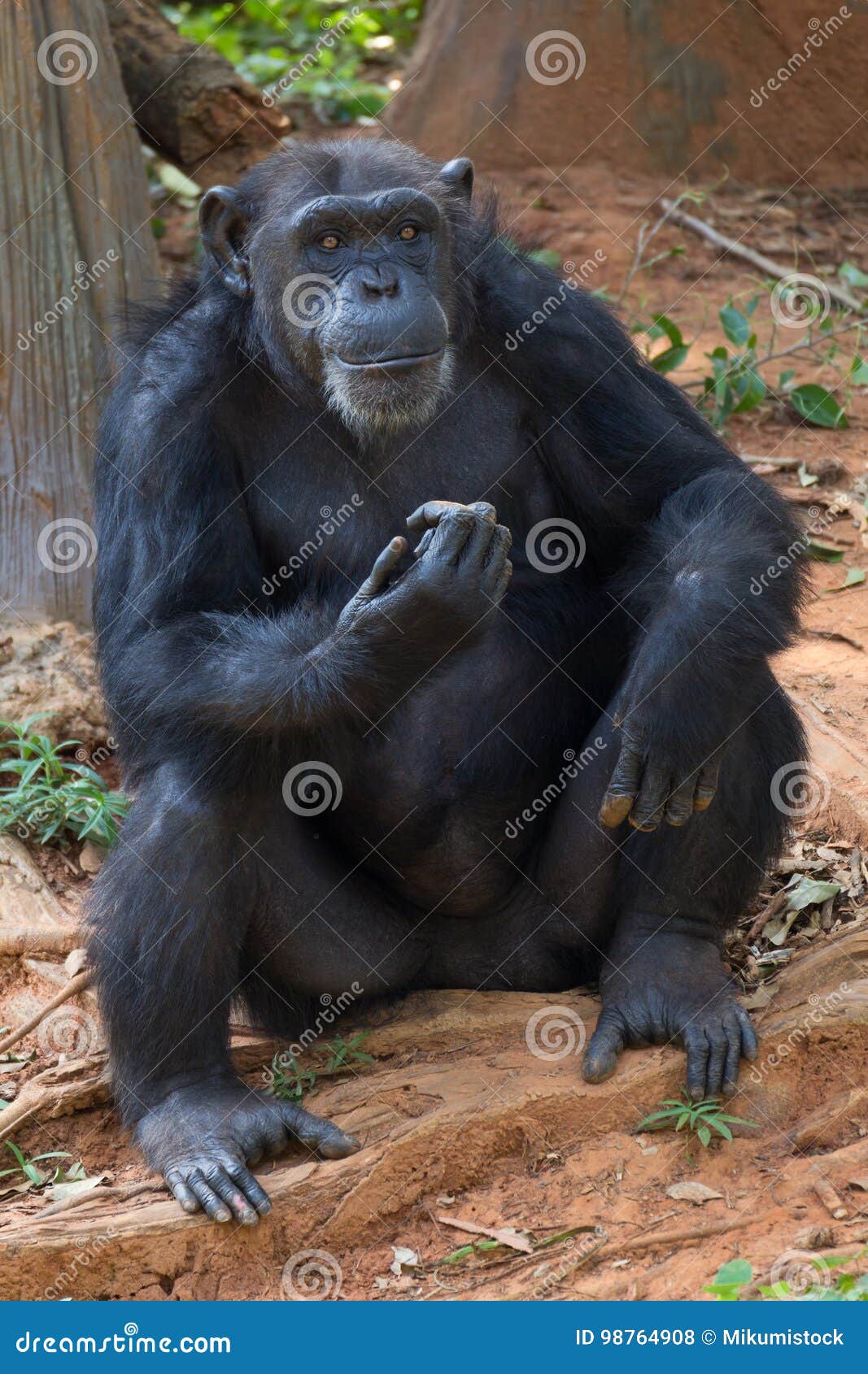 Giant Chimpanzee Monkey Eating Banana. Royalty-Free Stock Photo ...
