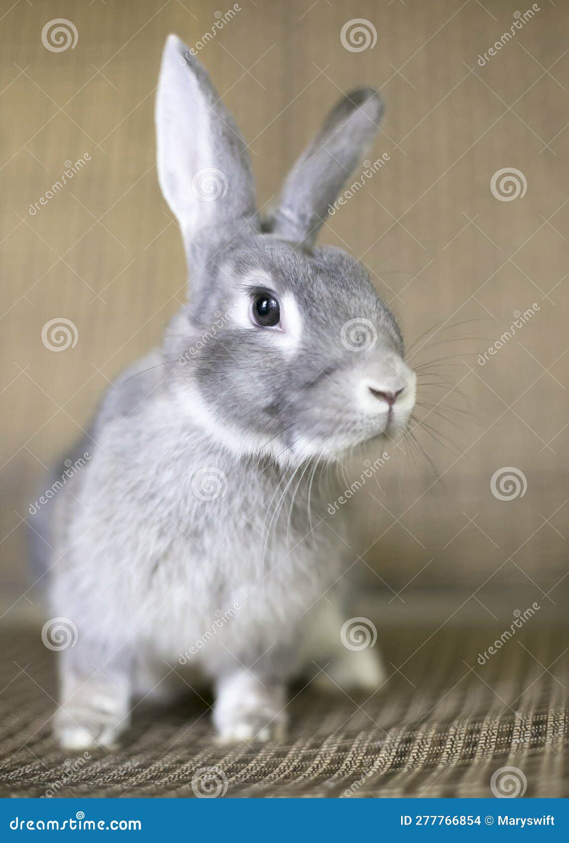 A Giant Chinchilla Rabbit stock photo. Image of companion - 277766854