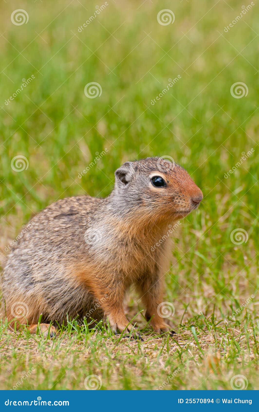 Giant chipmunk stock photo. Image of grass, details, large - 25570894