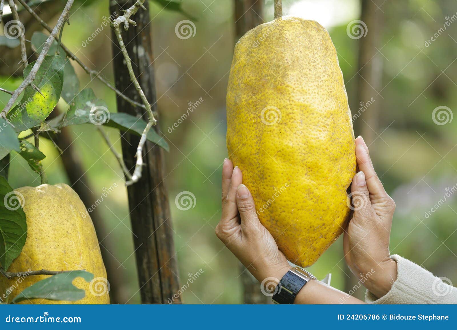 Giant citrus fruit stock photo. Image of hands, hanging - 24206786