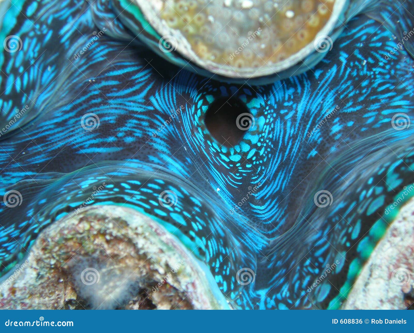 Giant Clam Abstract Stock Photos - Free & Royalty-Free Stock Photos ...