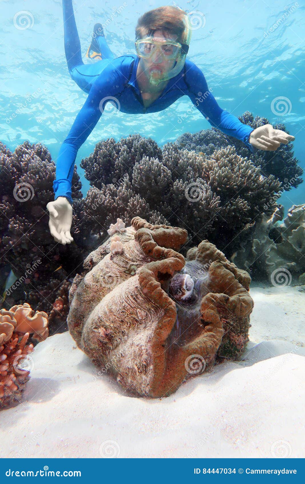 Giant Diving Great Barrier Reef Australia Stock Photo - Image of water ...