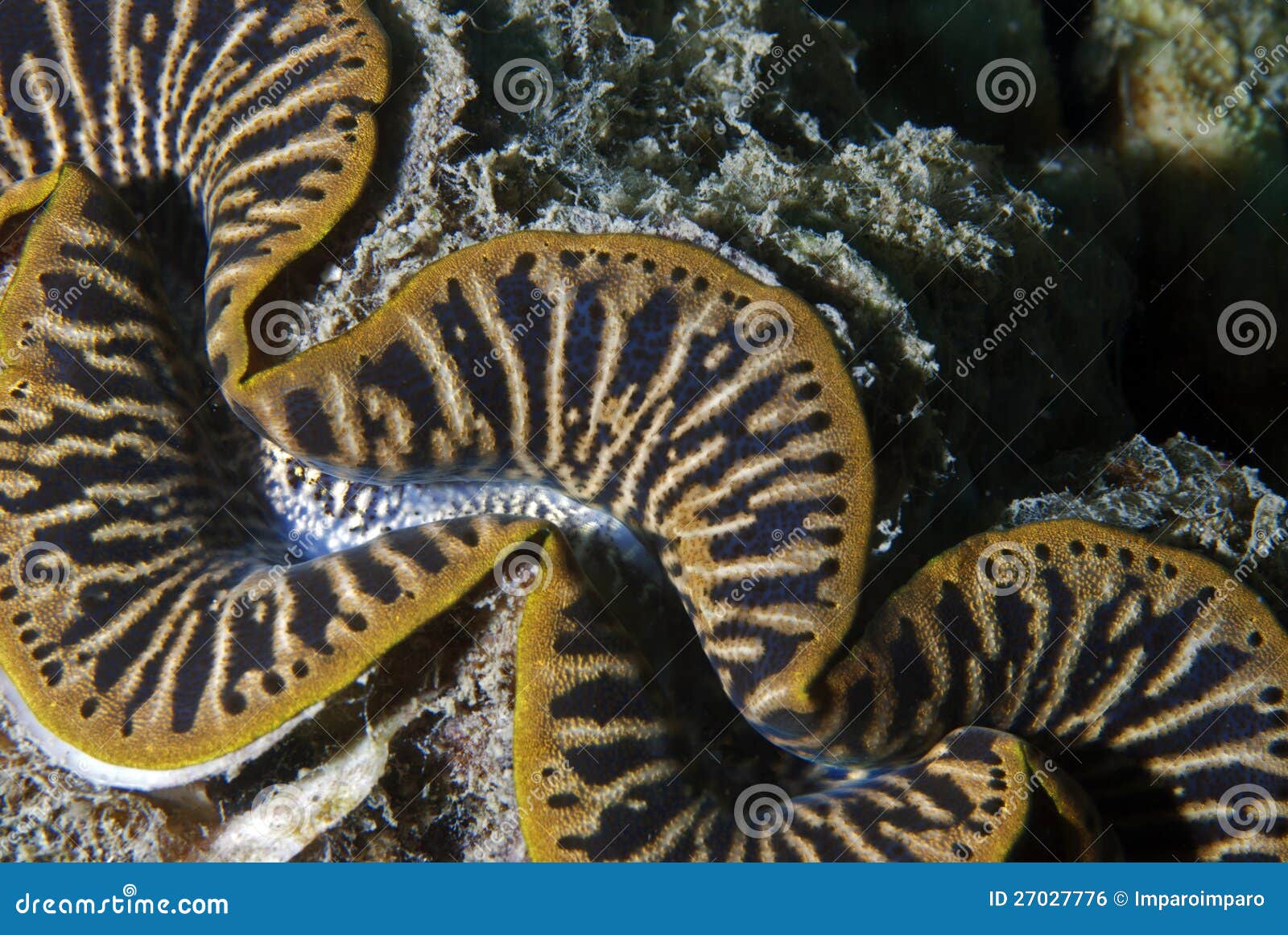 Giant shell stock photo. Image of polips, striped, reproduction - 27027776