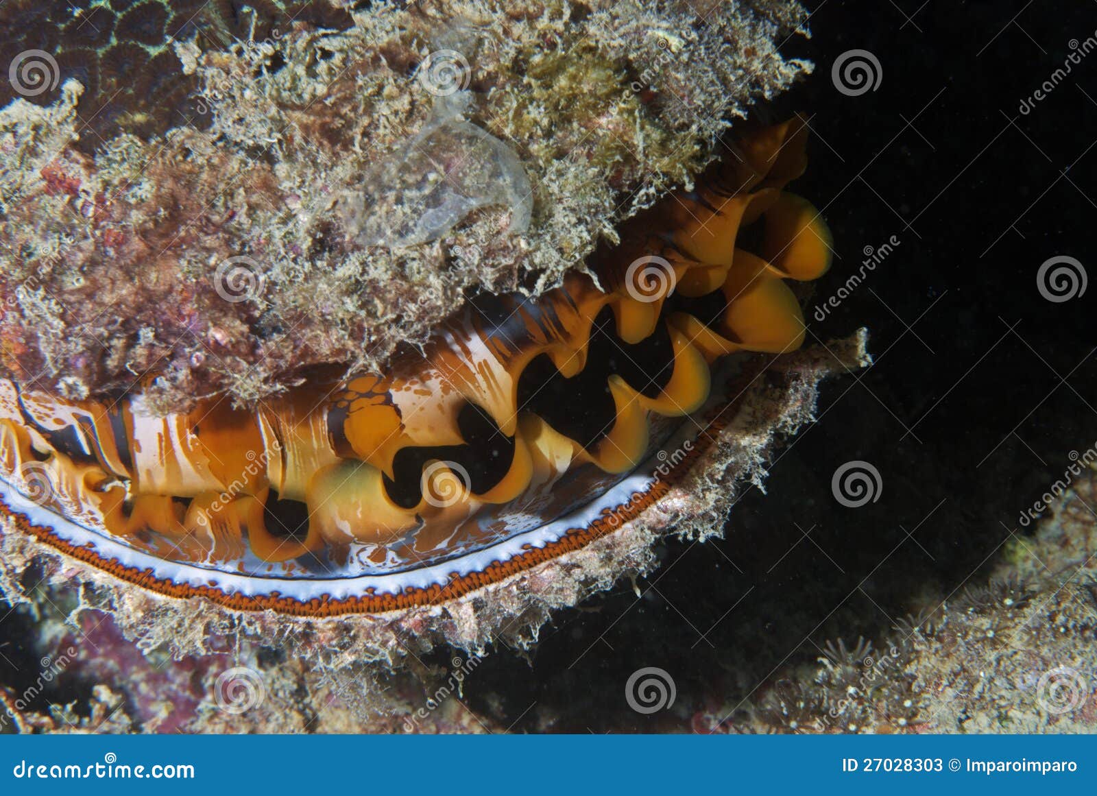 Giant shell stock image. Image of dumpling, algae, clown - 27028303