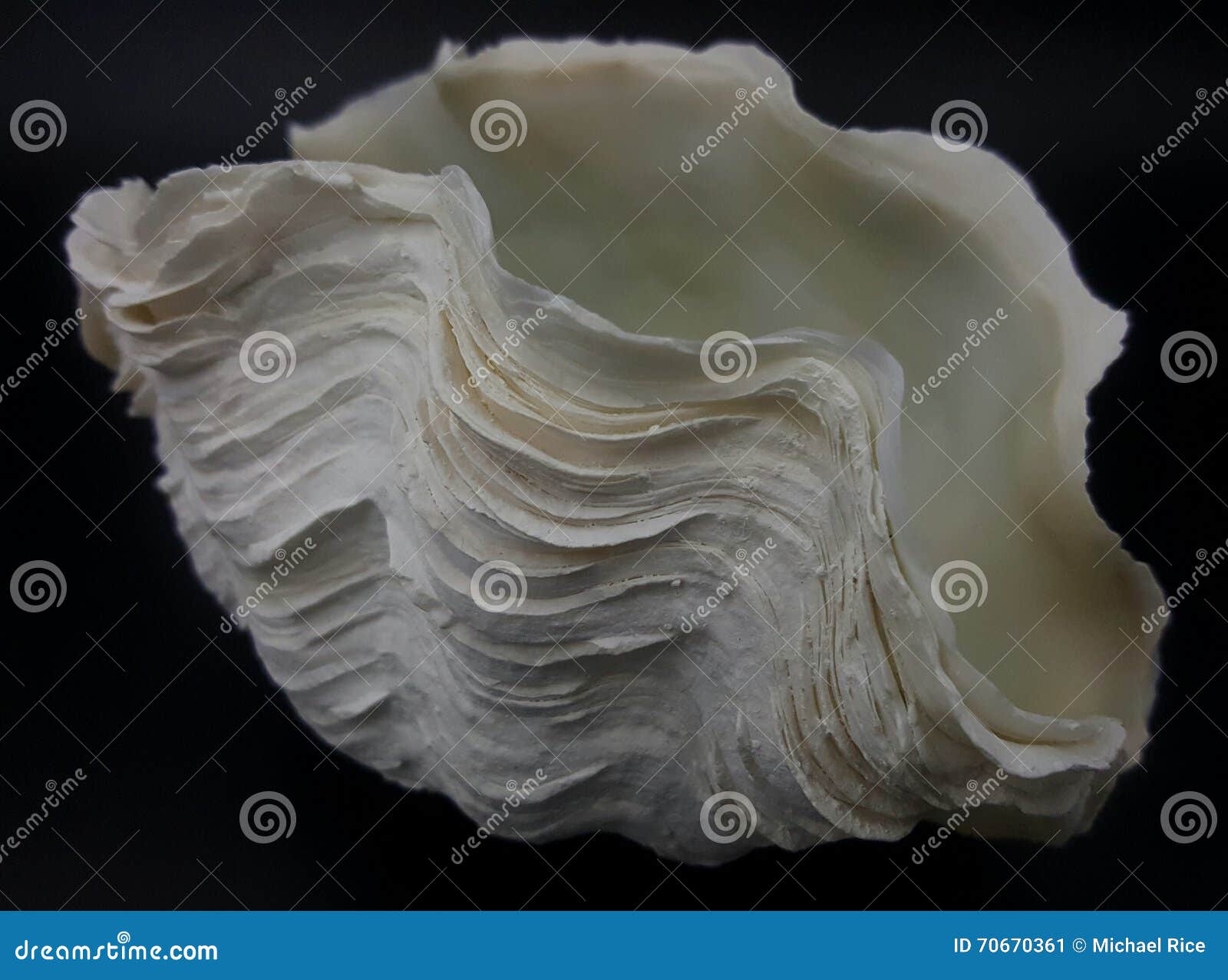 Giant Shell stock image. Image of isolated, background - 70670361