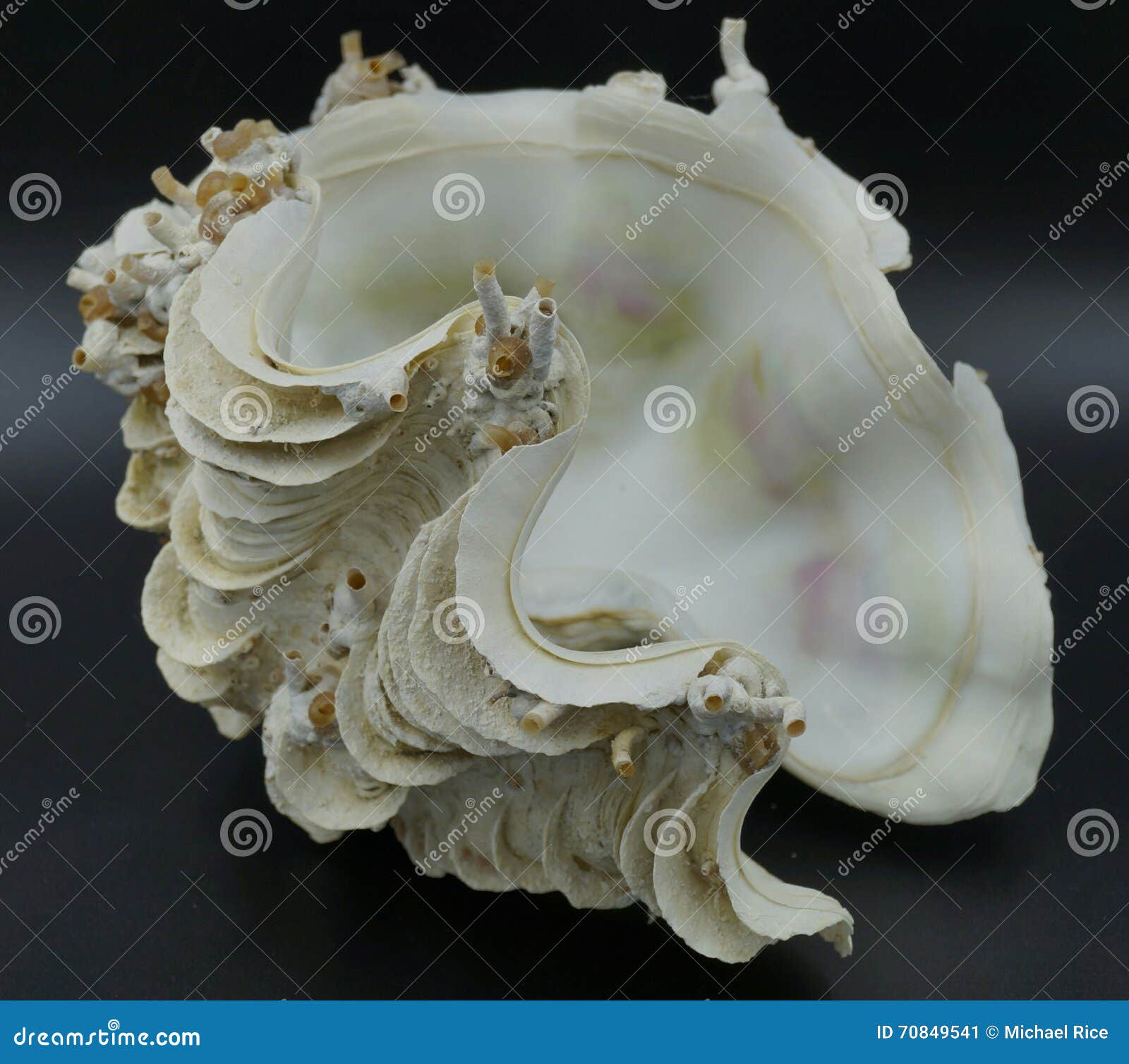 Giant Shell Stock Photography | CartoonDealer.com #27027776