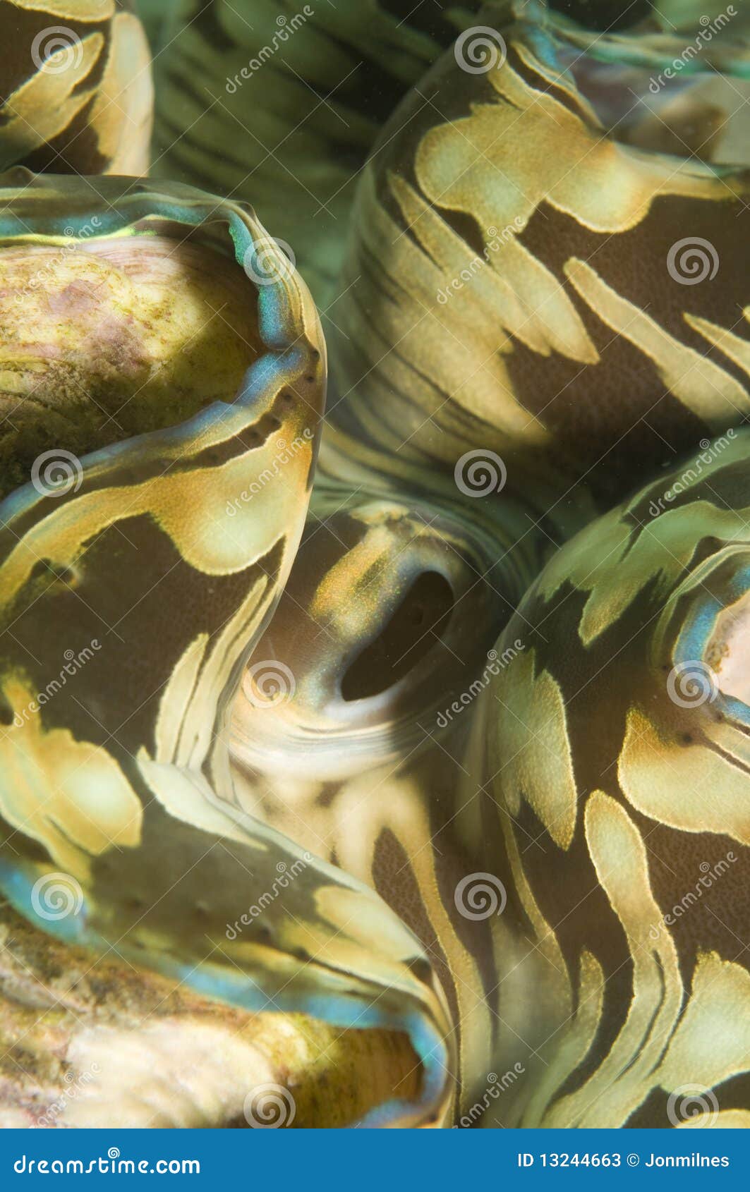 Giant texture stock image. Image of beauty, reef, leisure - 13244663