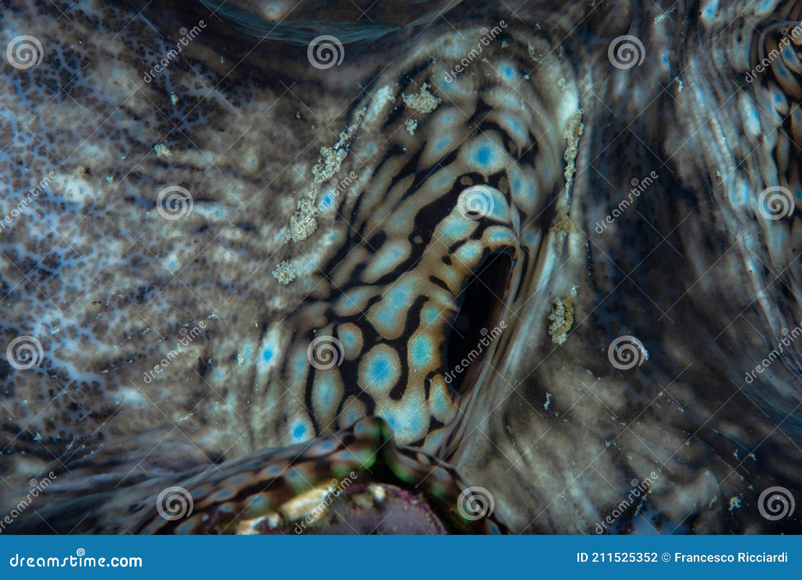 Giant Tridacna sp stock photo. Image of mollusc, diving - 211525352