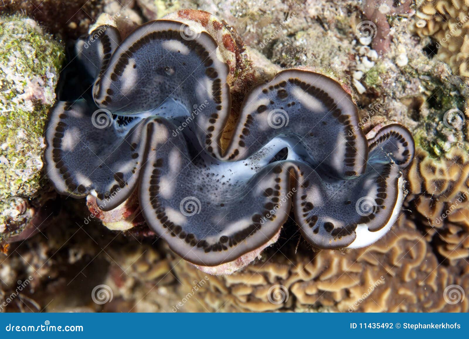 Giant clamp stock photo. Image of saltwater, aquatic - 11435492