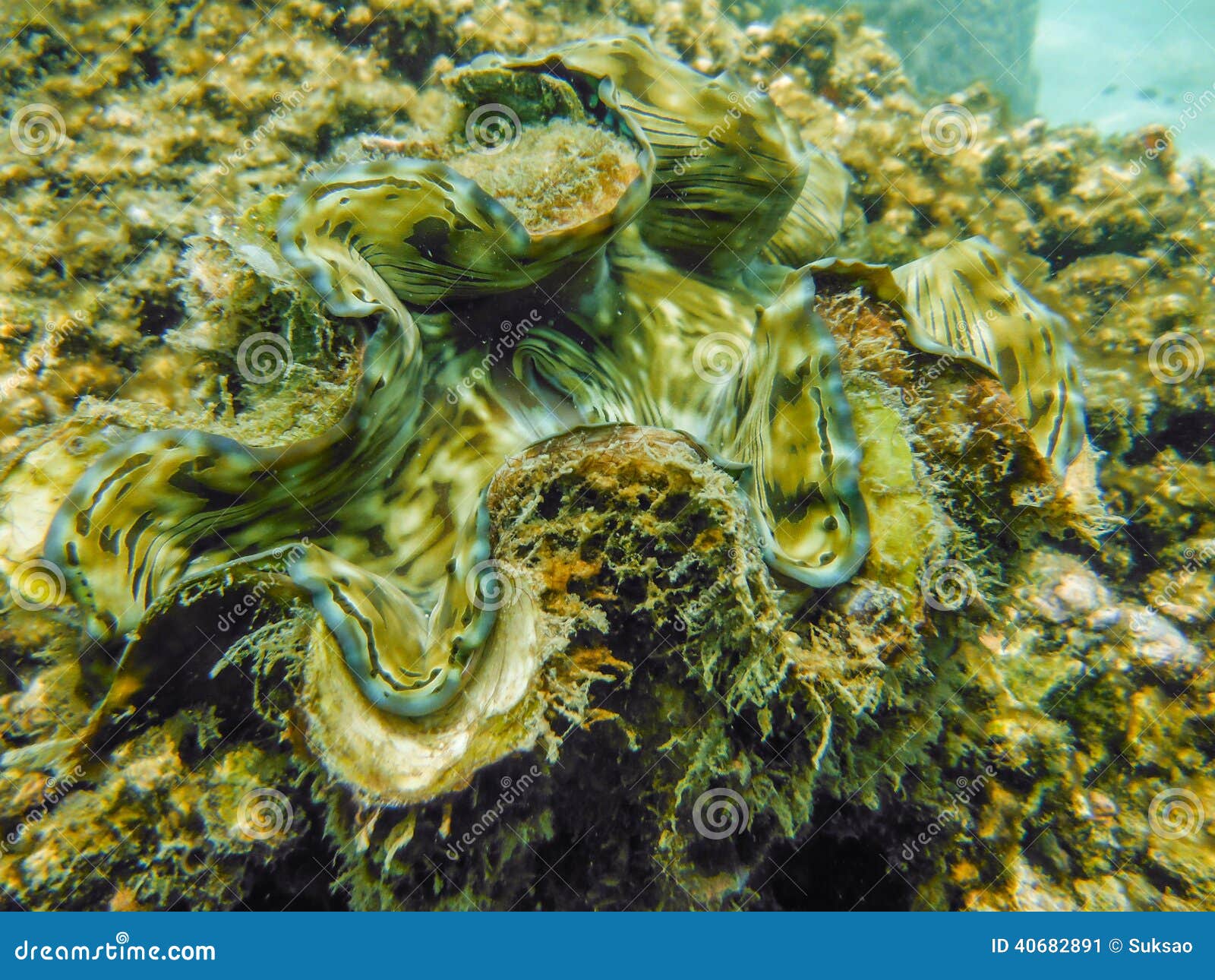 Giant clams stock image. Image of colorful, beautiful - 40682891