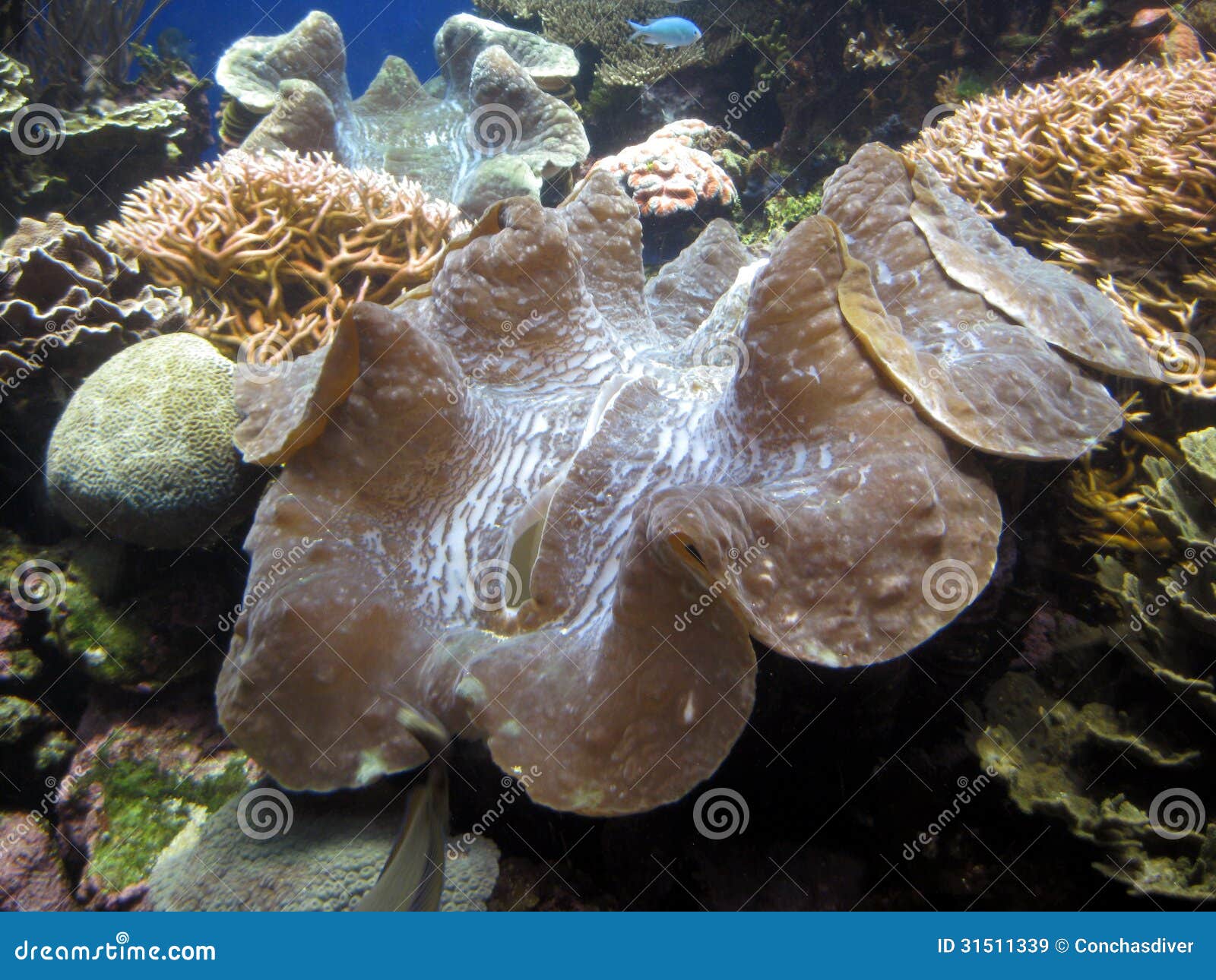 Giant clams stock image. Image of ocean, reef, indian - 31511339
