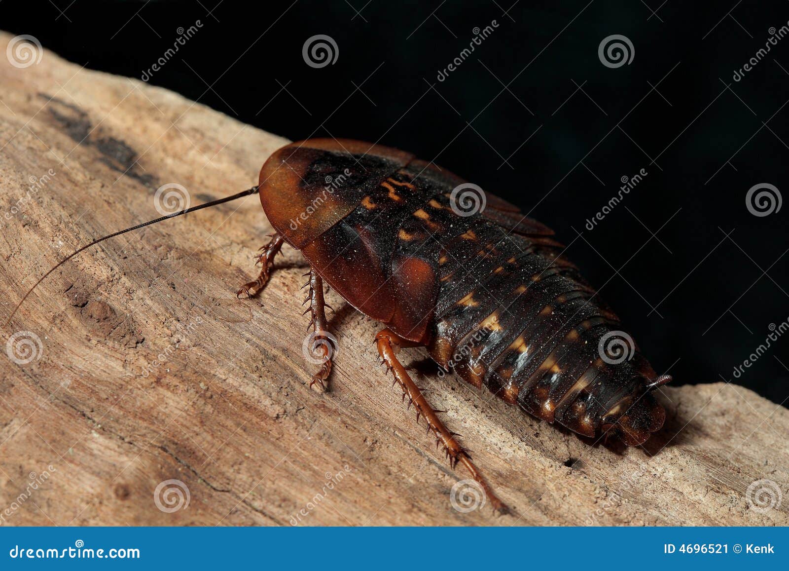 Giant Cockroach Stock Image - Image: 4696521