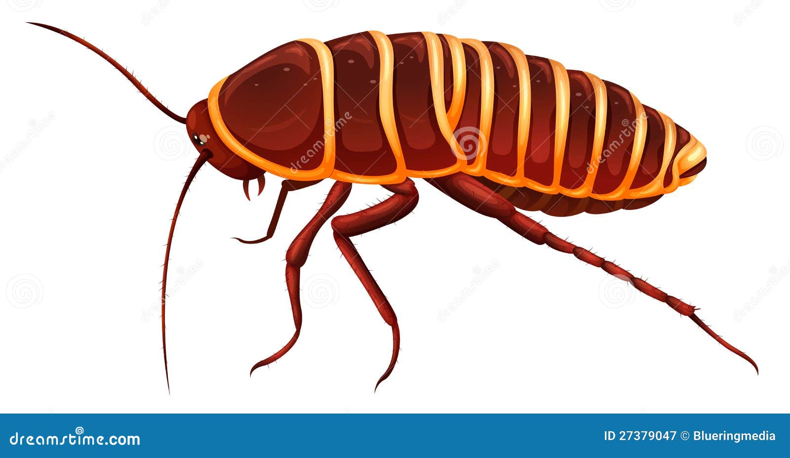 Cockroach Life Cycle Diagram, Vector Illustration Scheme ...