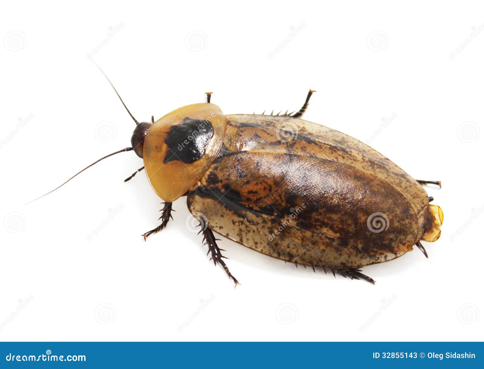 Giant Cockroach (Blaberus) ISOLATED Stock Image - Image of spiny ...