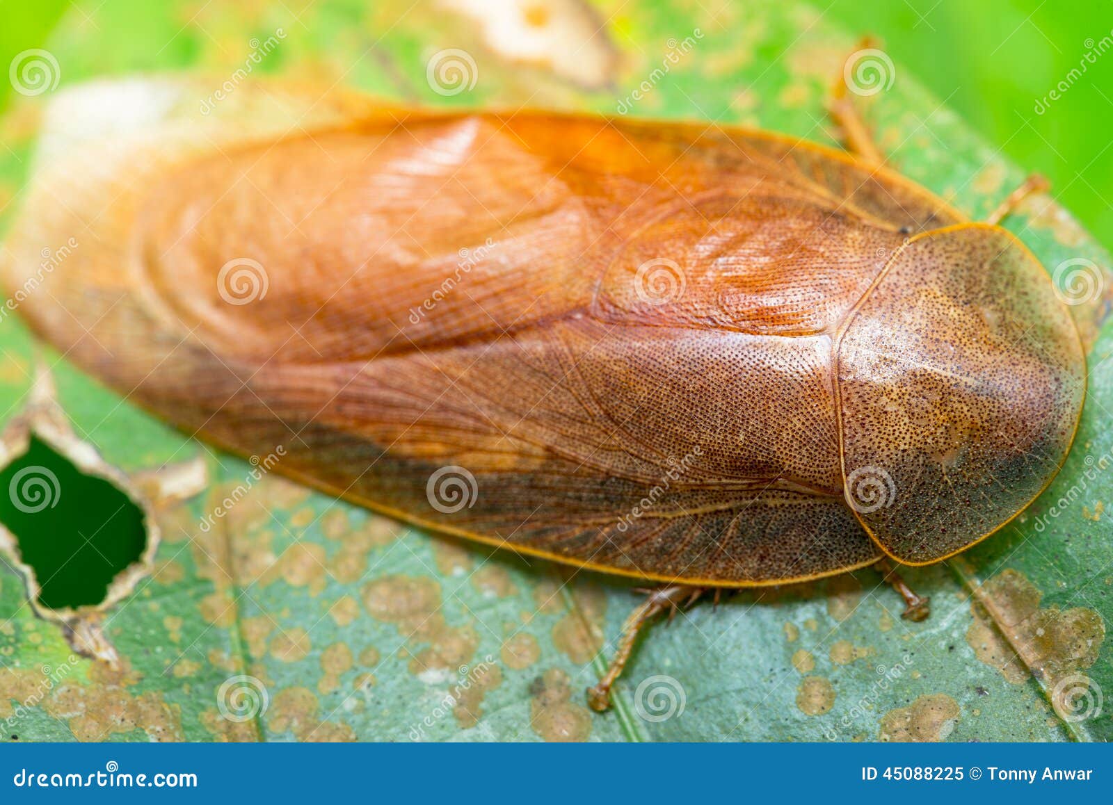 Giant Cockroach stock image. Image of armor, cockroach - 45088225