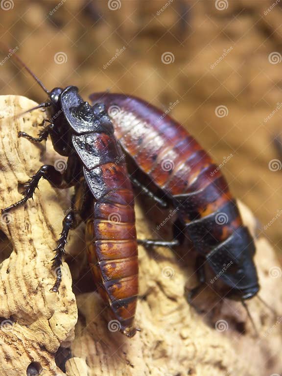 Giant cockroaches #2 stock photo. Image of nature, wildlife - 61148