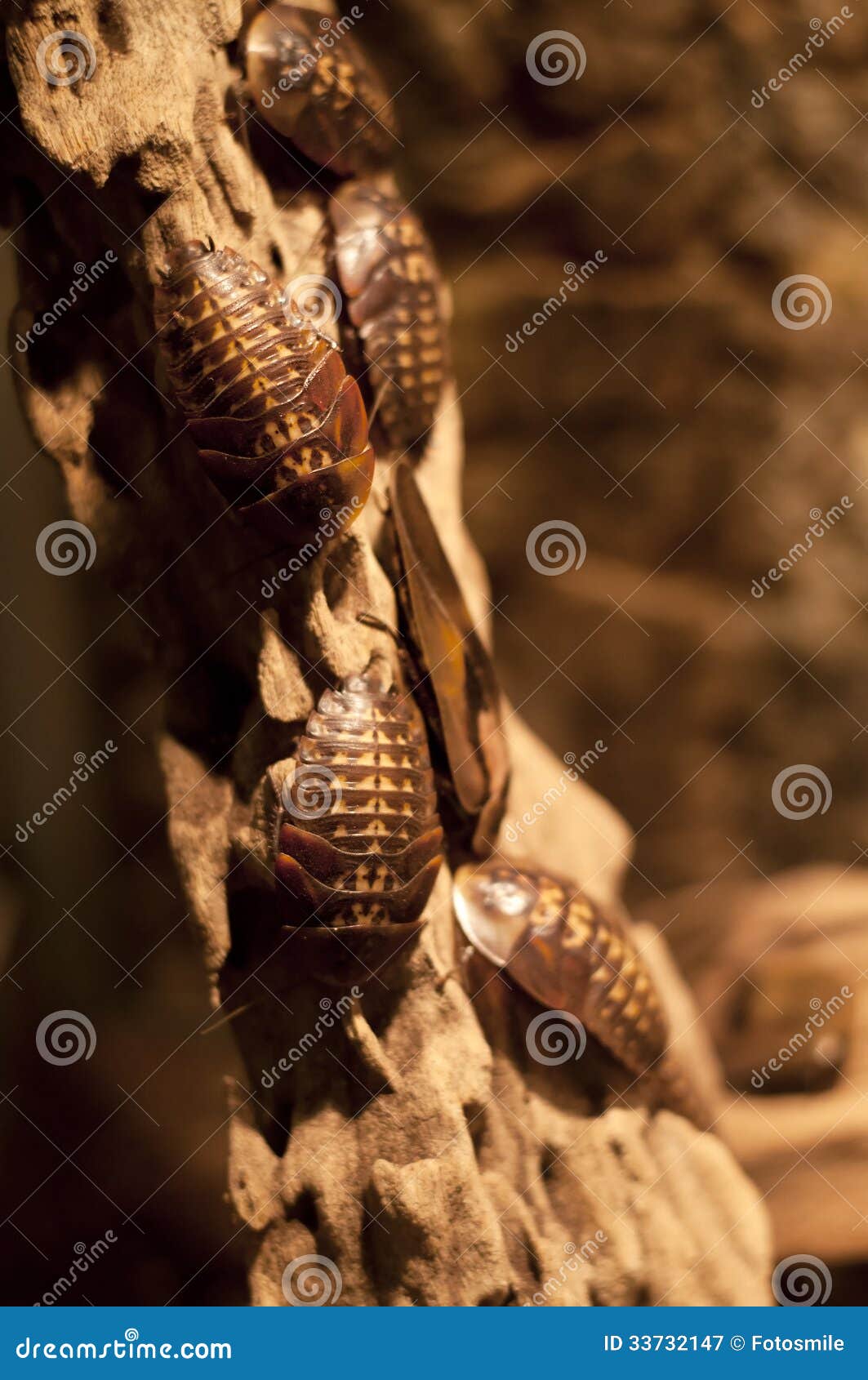 Giant cockroaches stock image. Image of america, cave - 33732147