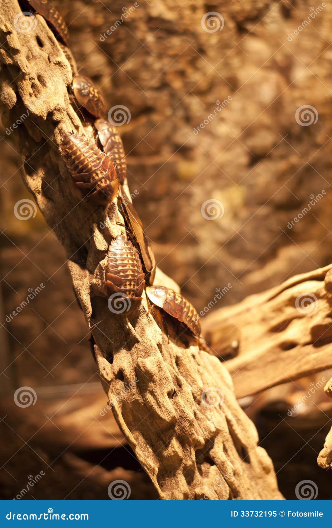 Giant cockroaches stock image. Image of wing, blaberus - 33732195