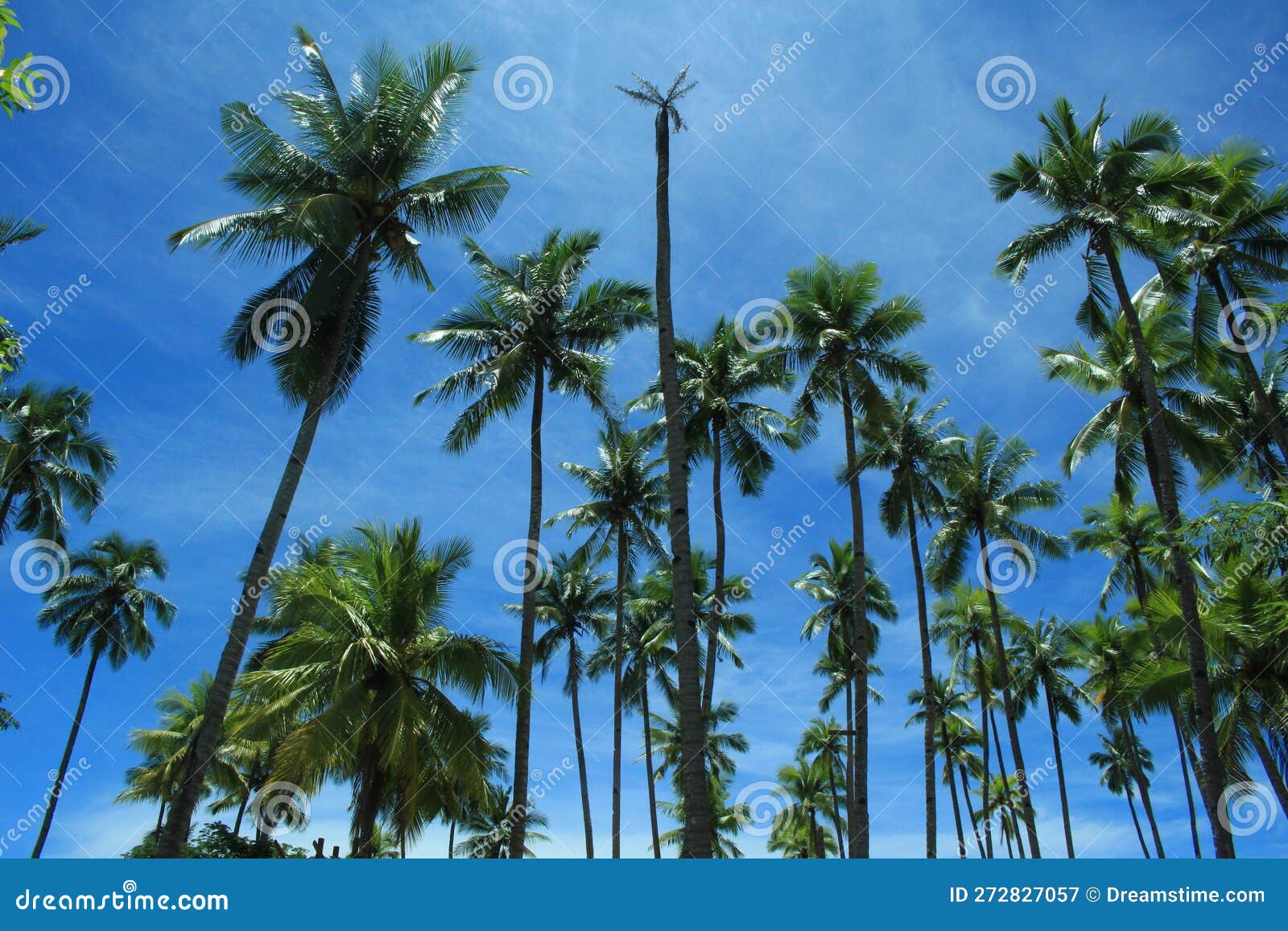 Giant Coconut Tree on the Beach. Stock Image - Image of outdoor ...
