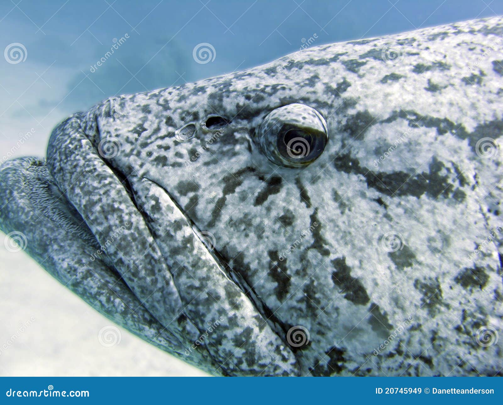 Giant Cod stock image. Image of underwater, diving, pacific - 20745949