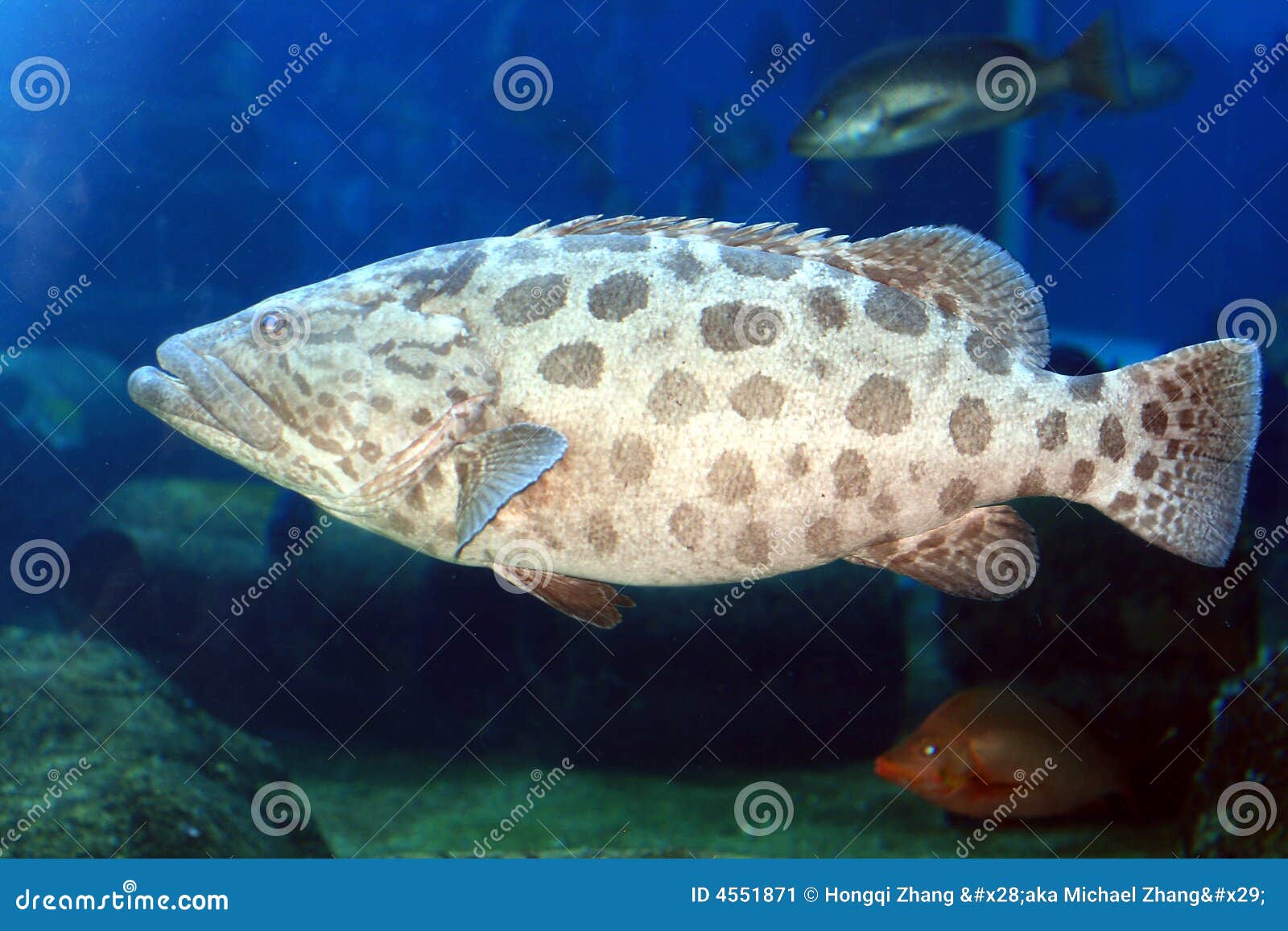 Giant cod stock image. Image of diving, marine, water - 4551871