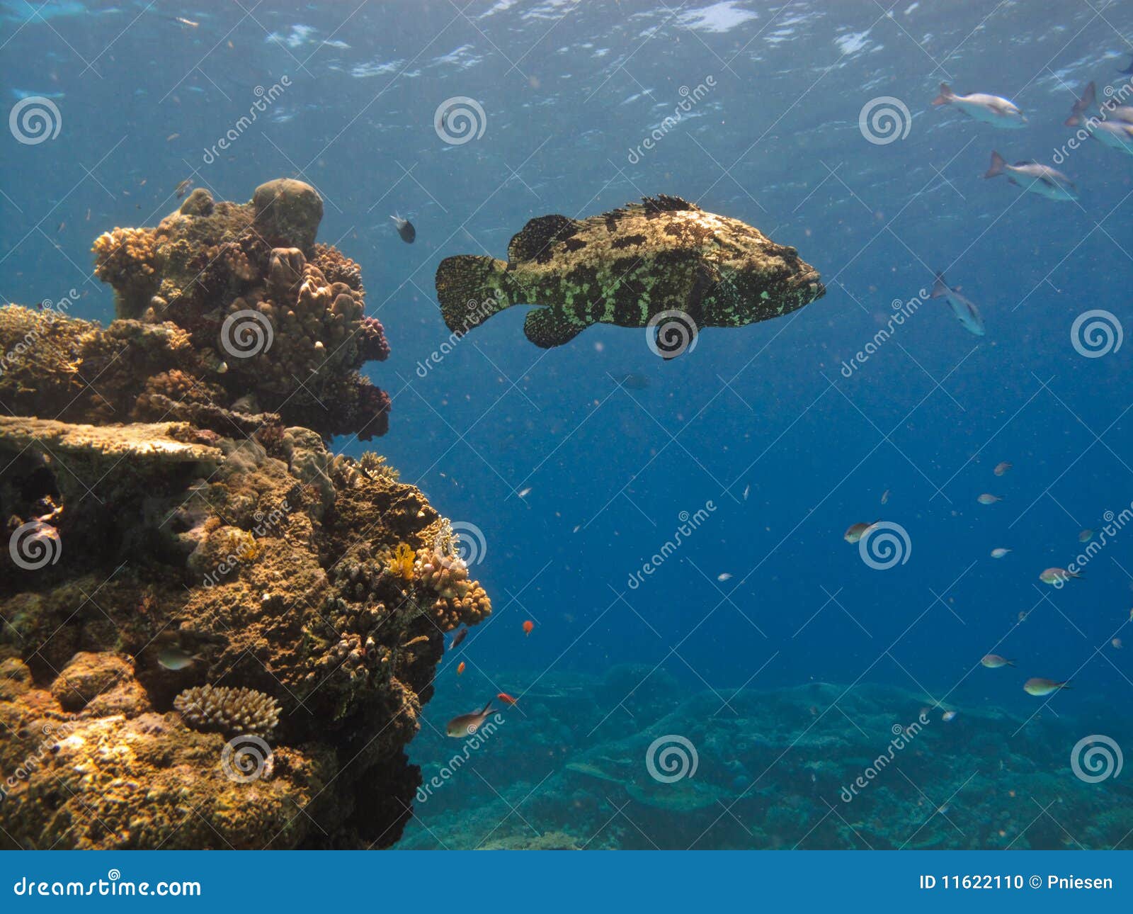 Giant Cod Great Barrier Reef Stock Photo - Image of scuba, recreation ...