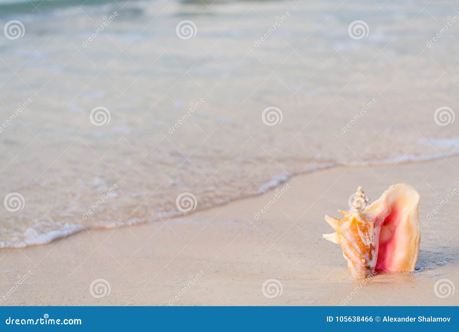 Giant shell on beach stock photo. Image of tropical - 105638466