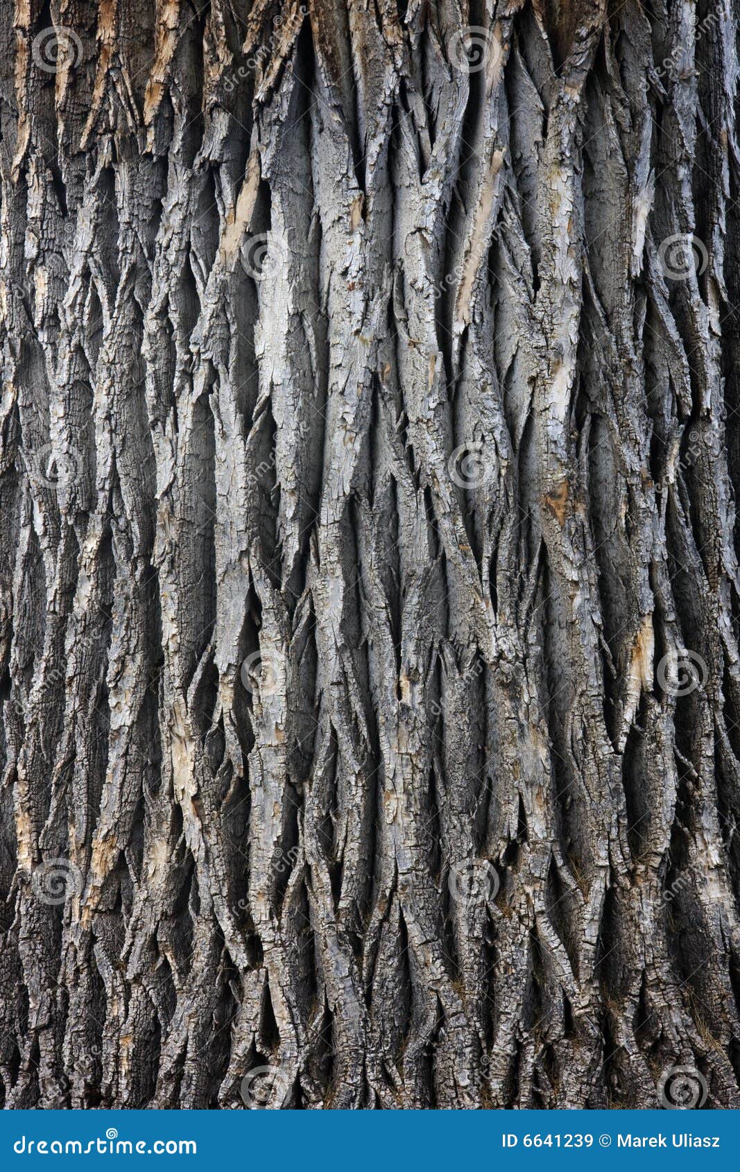 Giant Cottonwood Tree Trunk Stock Image - Image of trunk, vertical: 6641239