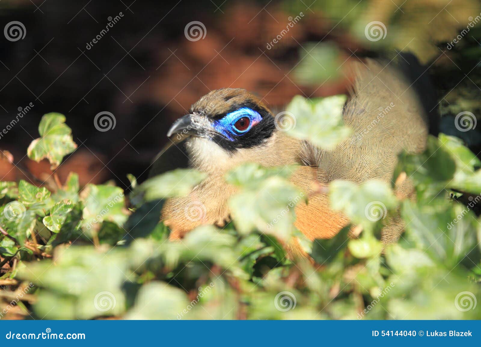 Giant coua stock photo. Image of animal, coua, madagascar - 54144040