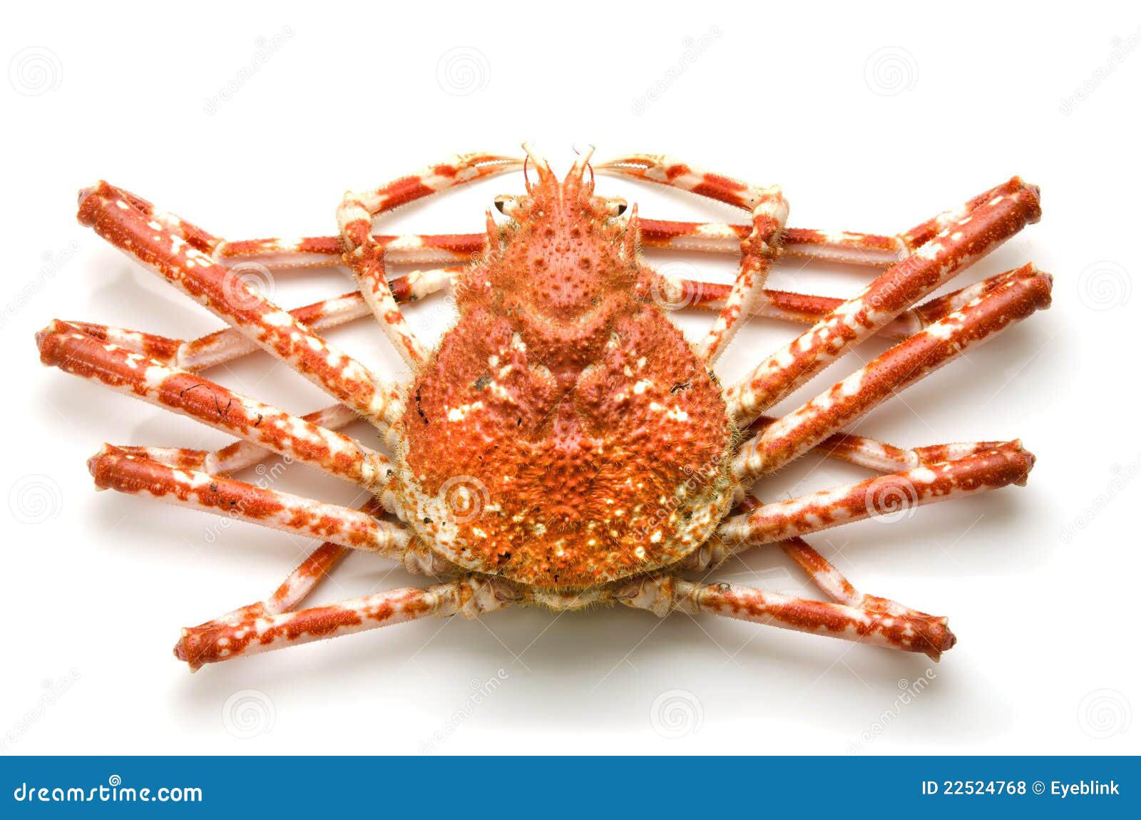 2,004 Giant Crab Photos - Free & Royalty-Free Stock Photos from Dreamstime