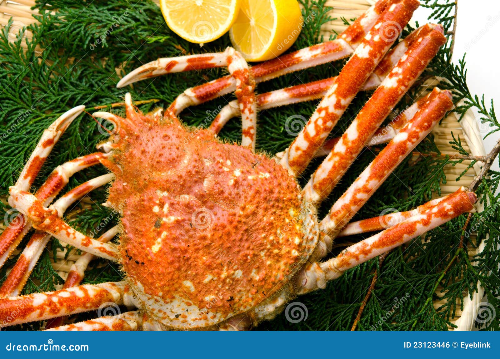 Giant crab stock photo. Image of organic, dinner, fresh - 23123446
