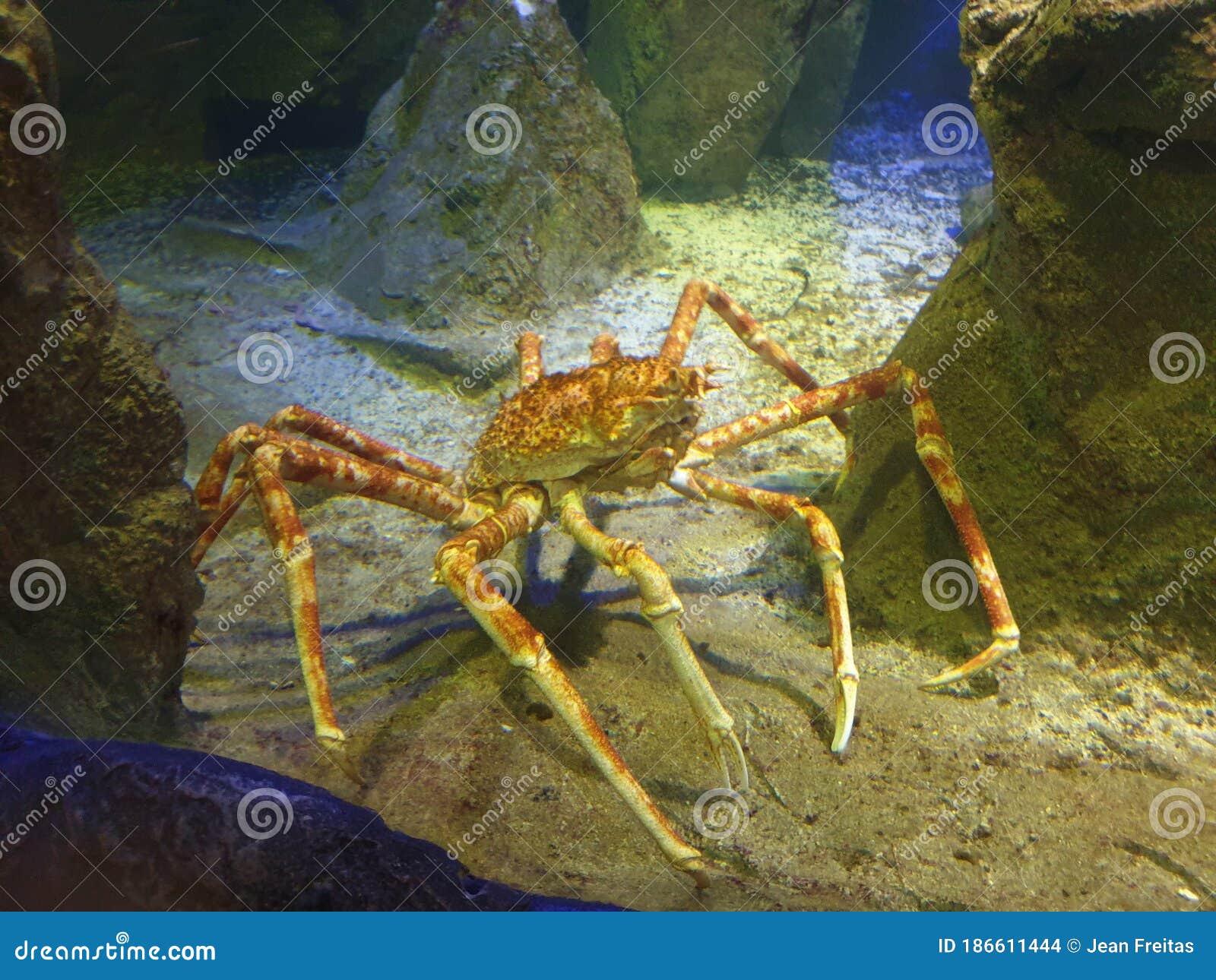 Giant Mud Crab Stock Photography | CartoonDealer.com #98656400