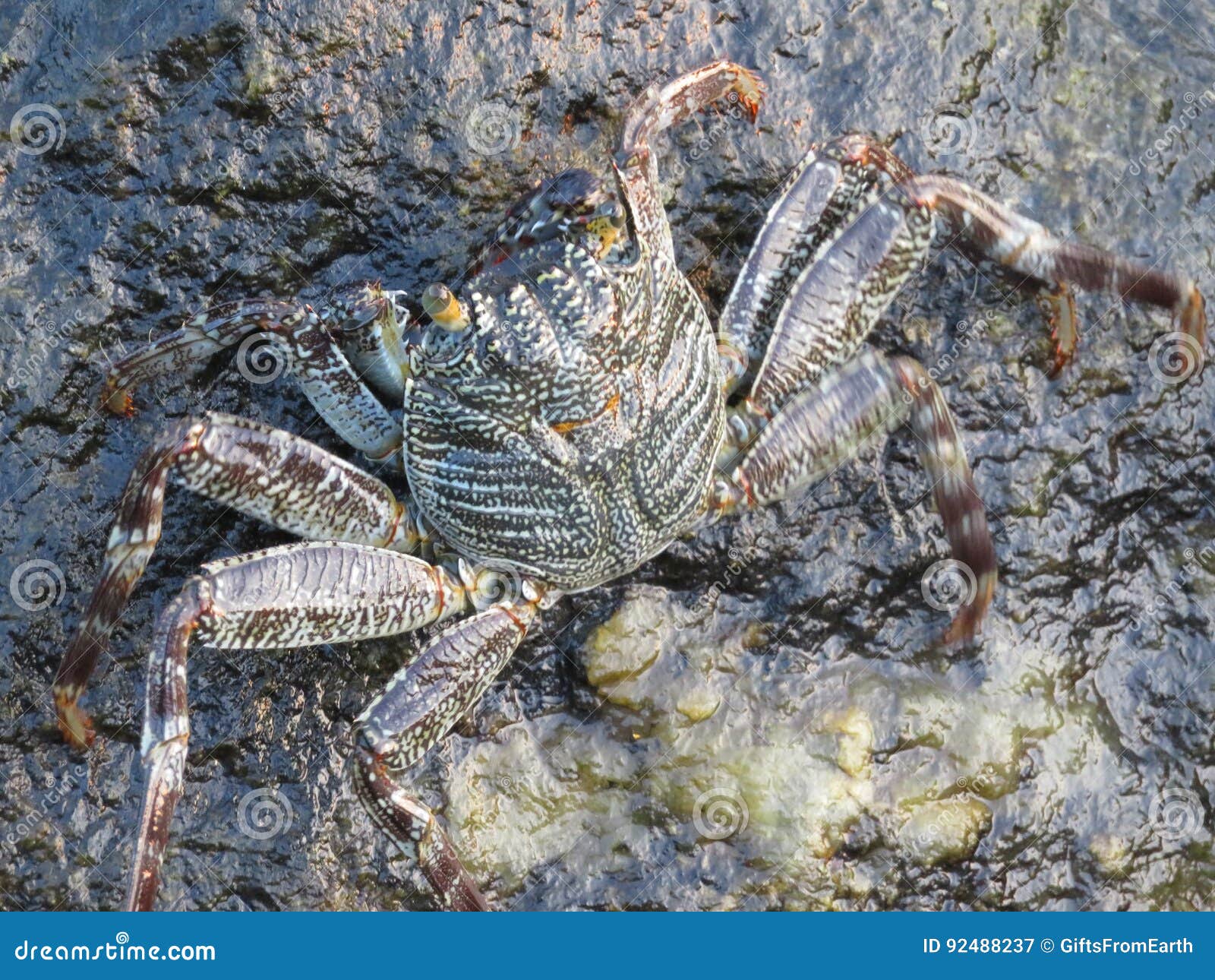 Giant crab. stock image. Image of colours, foreground - 92488237