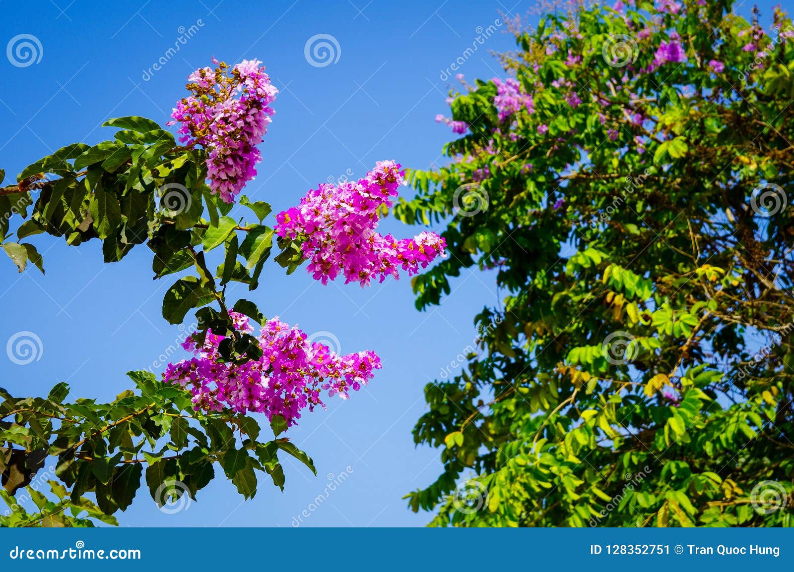 Giant Crape-myrtle & X28;Lagerstroemia Speciosa& X29; Royalty-Free ...