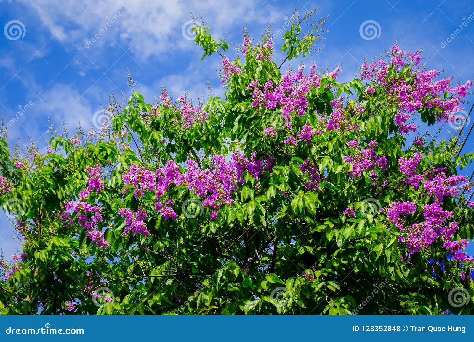 Giant Crape-myrtle & X28;Lagerstroemia Speciosa& X29; Royalty-Free ...