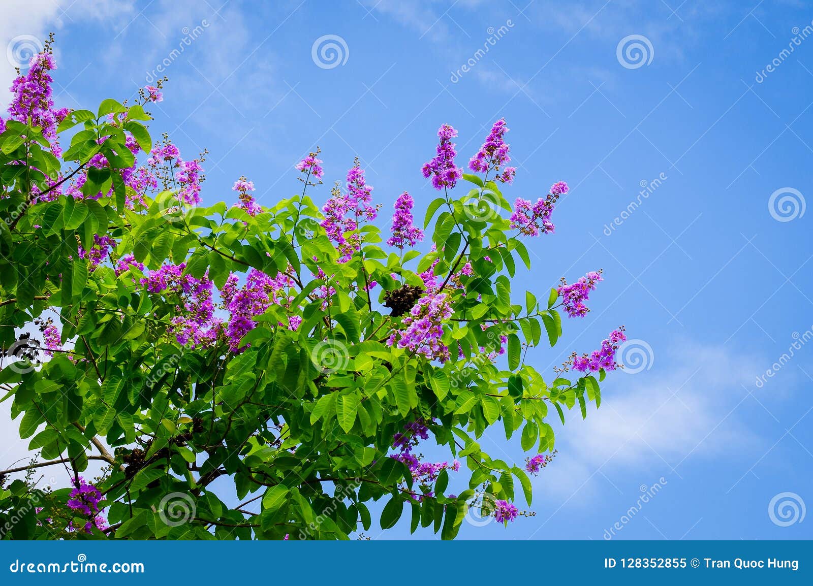 Giant Crape-myrtle & X28;Lagerstroemia Speciosa& X29; Royalty-Free ...