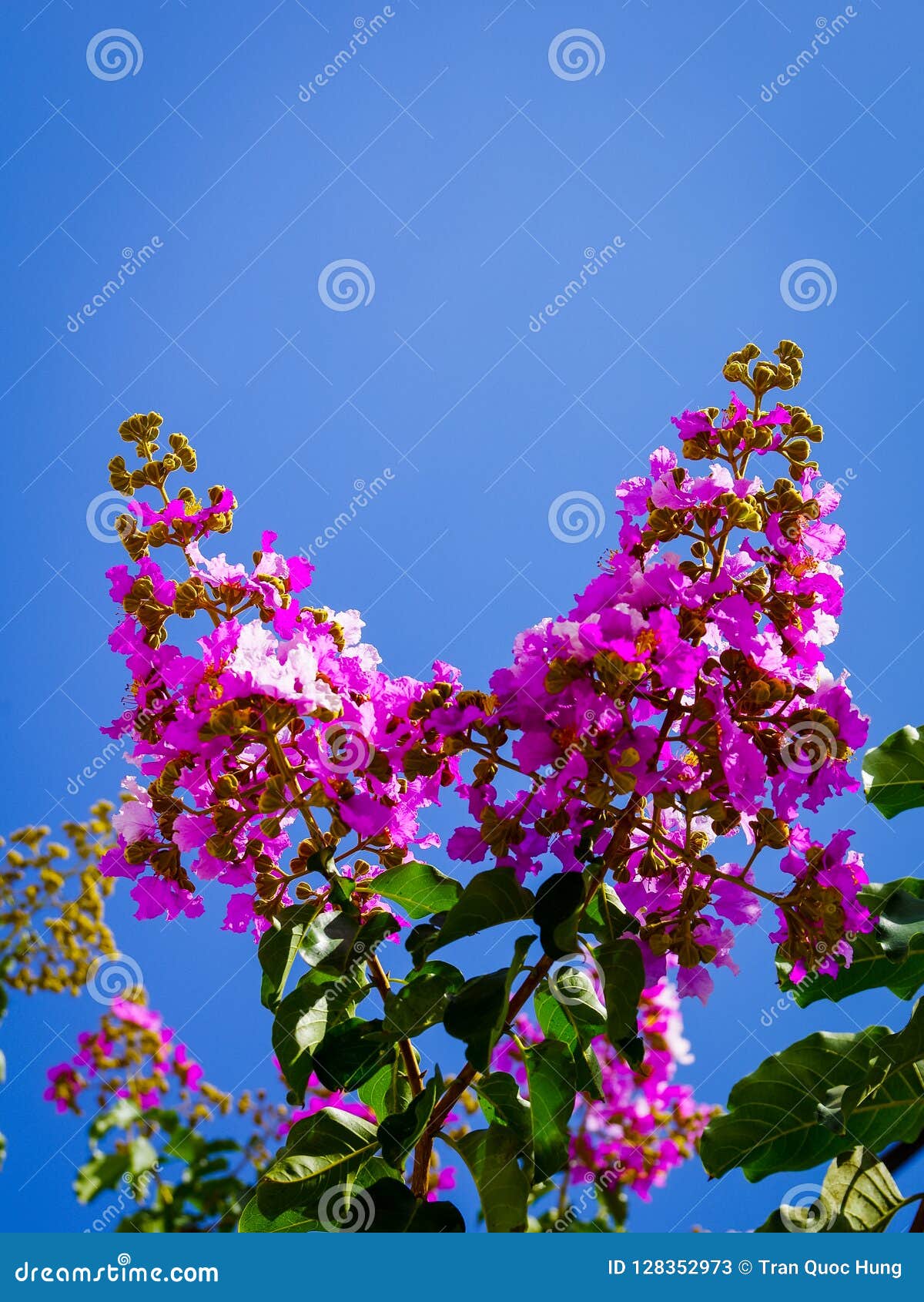 Giant Crape-myrtle & X28;Lagerstroemia Speciosa& X29; Royalty-Free ...