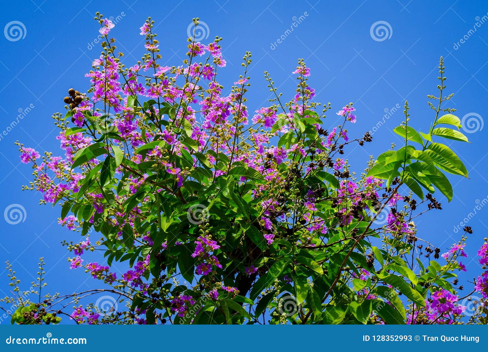 Giant Crape-myrtle Flowers with Blue Sky-2 Stock Image - Image of ...