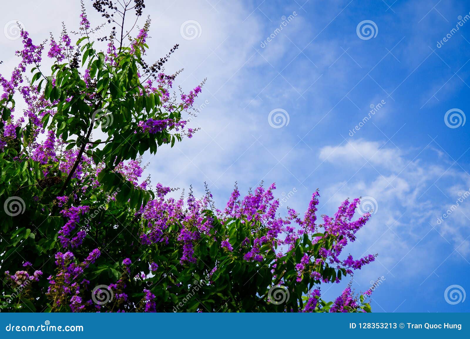 Giant Crape-myrtle Flowers with Blue Sky-1 Stock Image - Image of ...