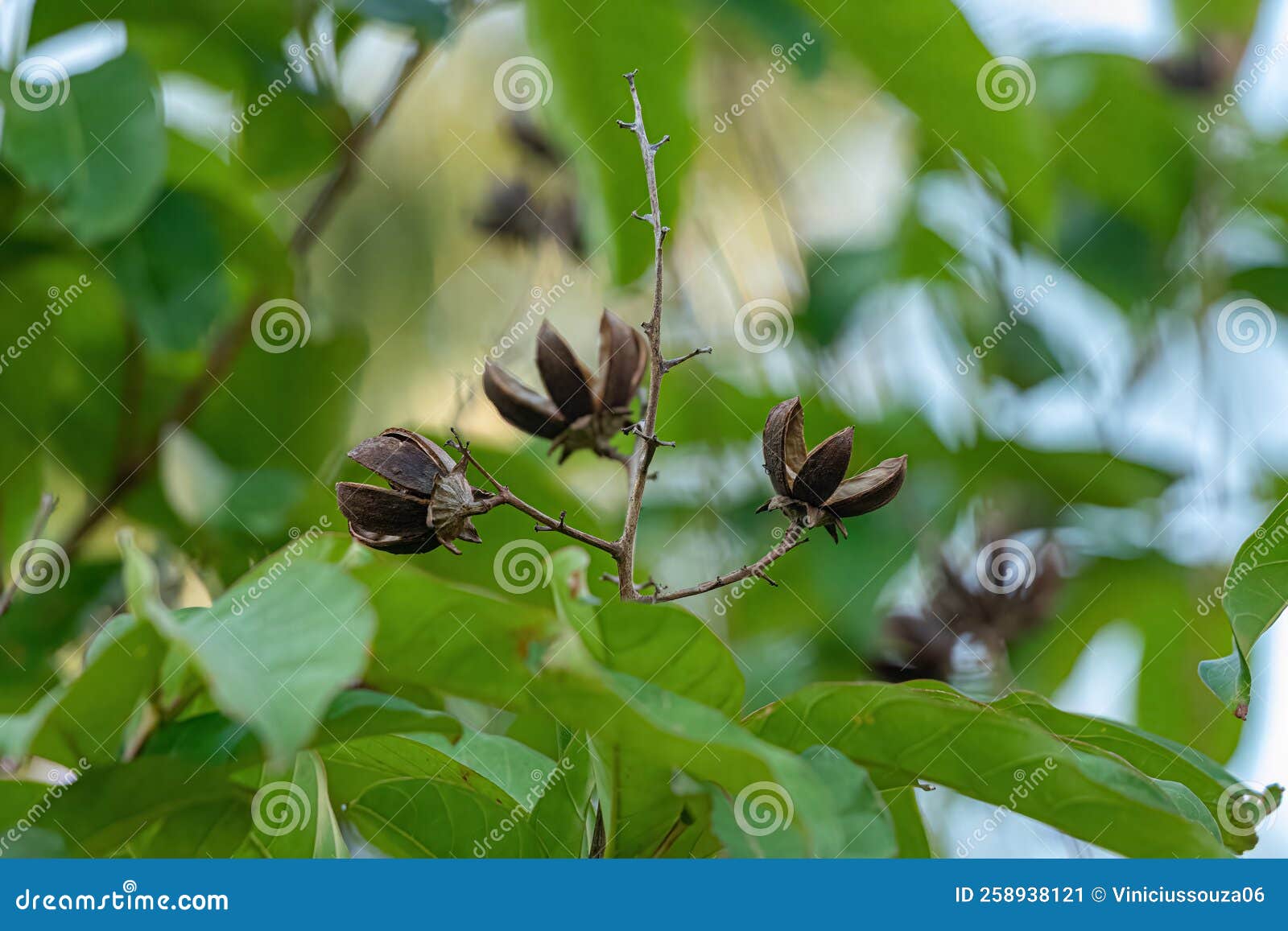 Giant Crape-Myrtle Tree stock image. Image of plant - 258938121