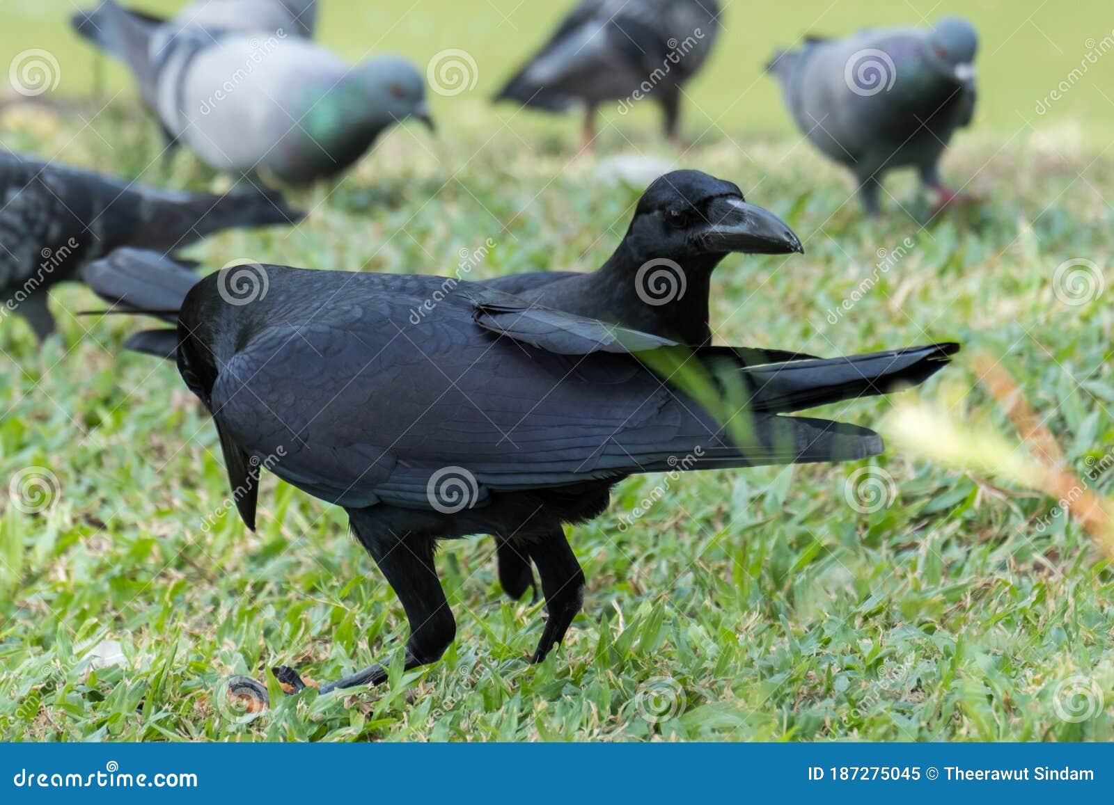 Giant Crow, Raven Bird Finding Feed Stock Image - Image of ornithology ...